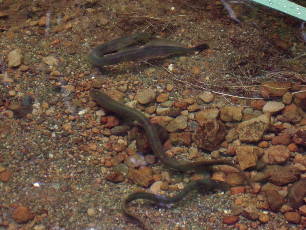 Lamprey Visuals - Morrison Creek Streamkeepers